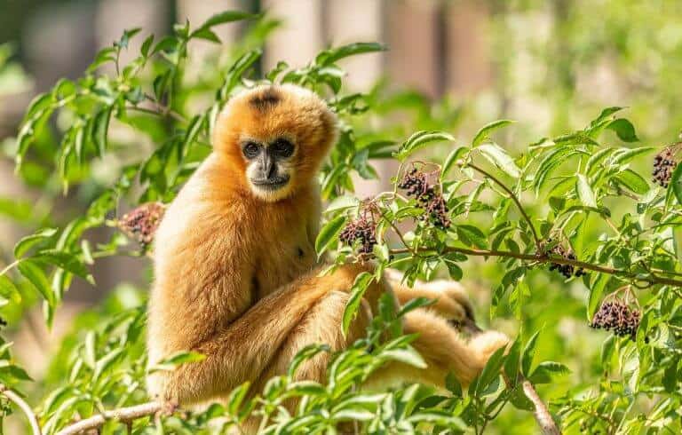 5 Different Types of Apes (Great and Lesser Apes List) | Animal Start