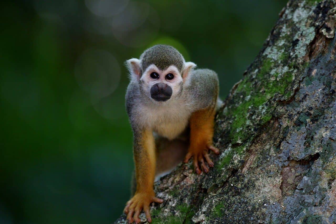 9 Different Types Of Monkeys Species List AnimalStart