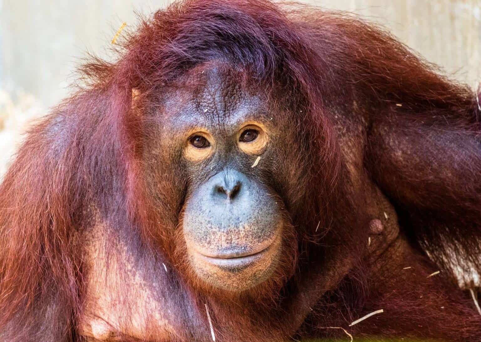 5 Different Types Of Apes Great And Lesser Apes List AnimalStart