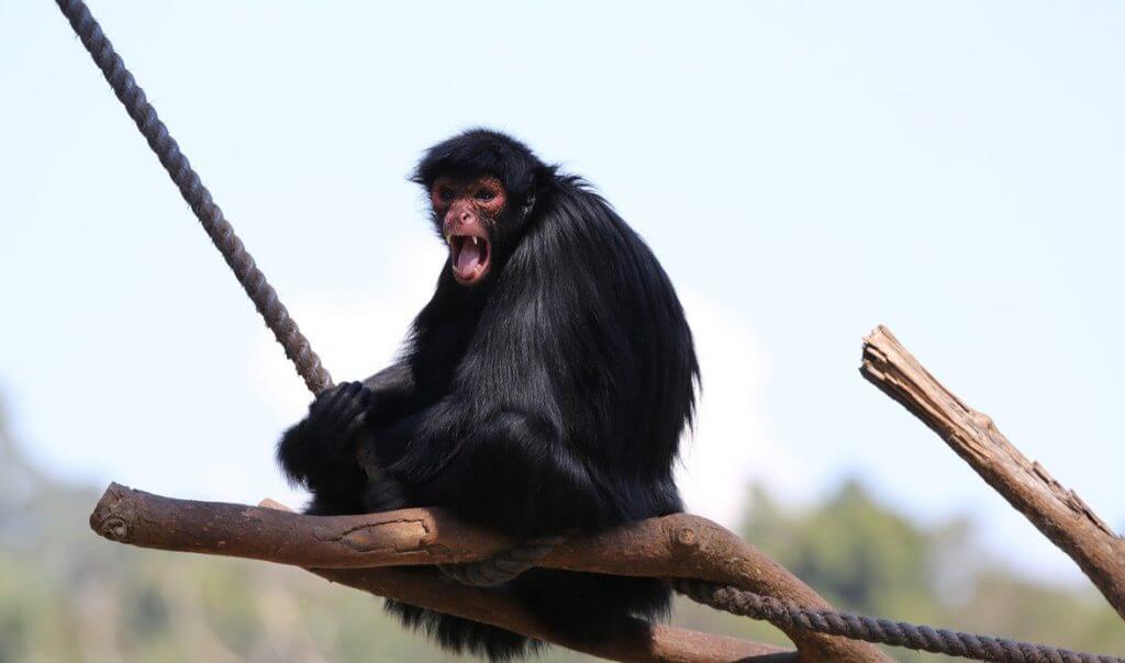 9 Different Types of Monkeys (2025) | Animal Start