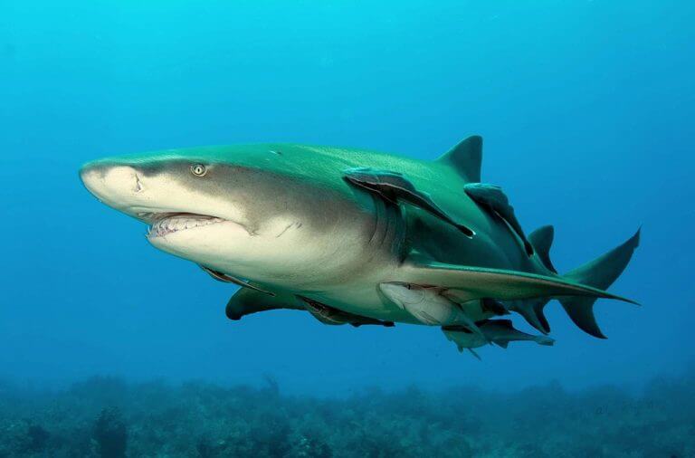 10 Different Types of Sharks (Species List with Pictures & Common Names ...