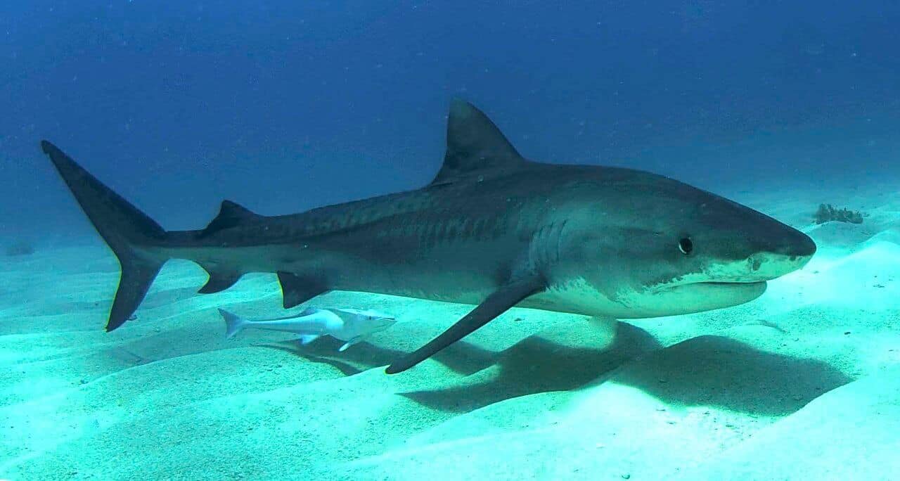 10 Different Types of Sharks (Species List with Pictures & Common Names ...