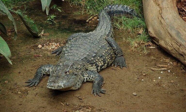10 Different Types of Crocodiles (With Pictures) - AnimalStart