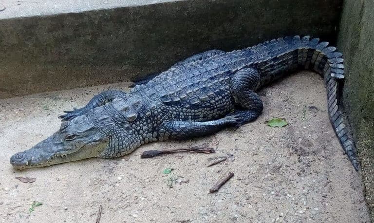 10 Different Types of Crocodiles (With Pictures) - AnimalStart