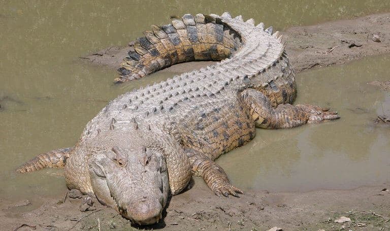 10 Different Types of Crocodiles (With Pictures) - AnimalStart