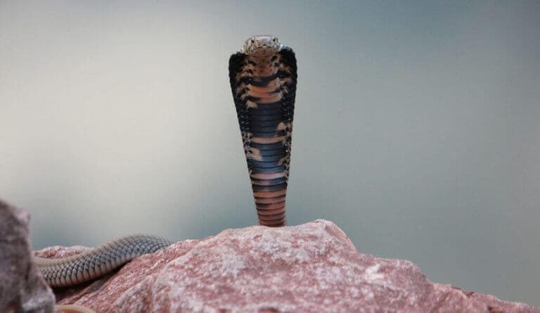 10 Different Types of Cobras (2025) | Animal Start