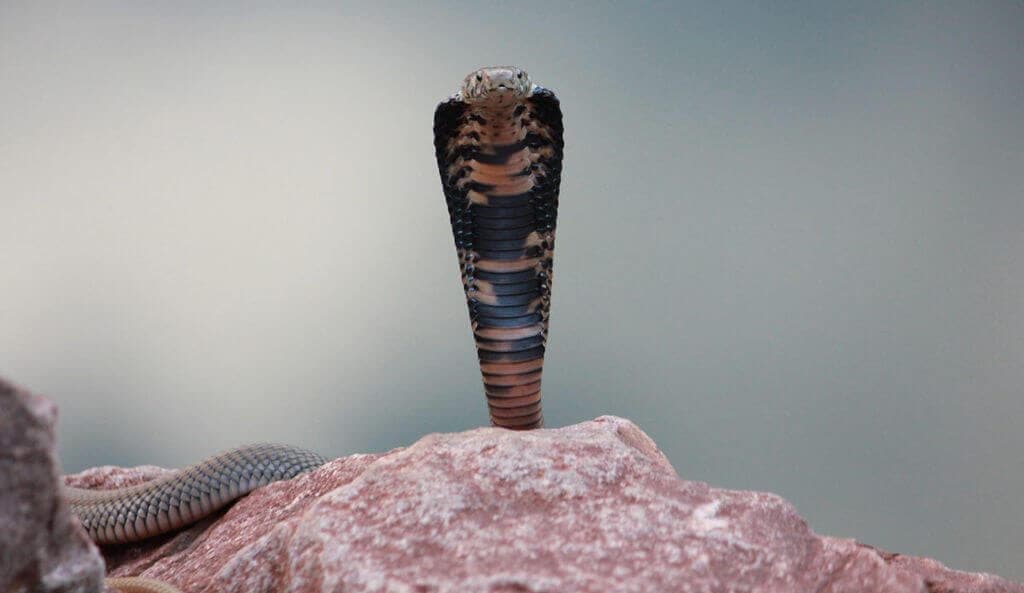 10 Different Types of Cobras (2025) | Animal Start