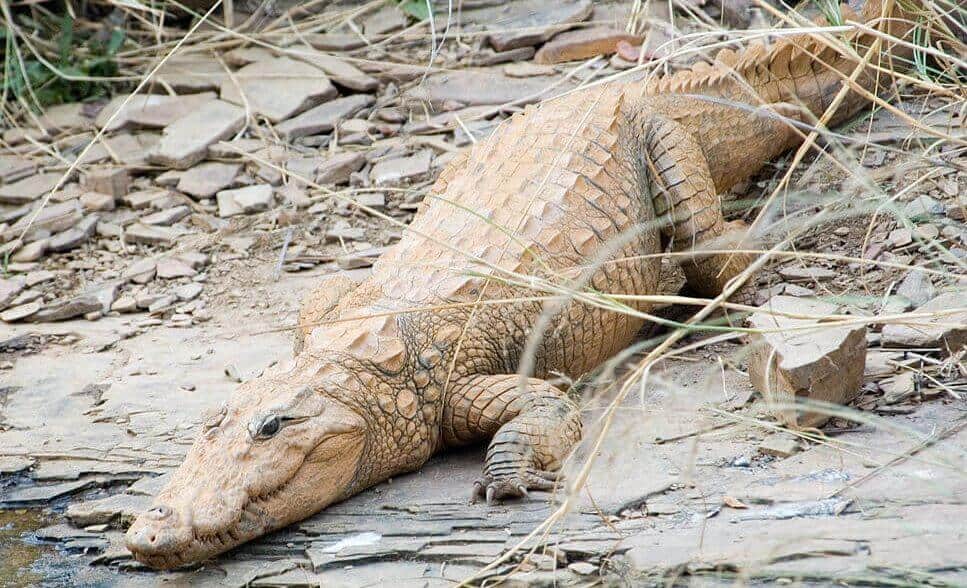 10 Different Types of Crocodiles (With Pictures) - AnimalStart