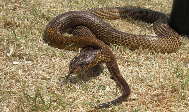 10 Different Types of Cobras (With Pictures) - AnimalStart