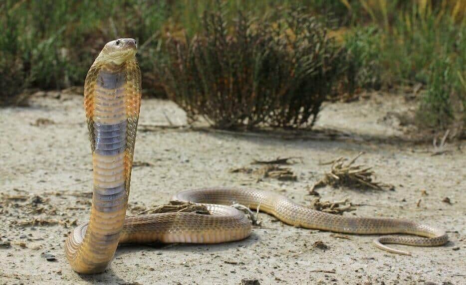 10 Different Types of Cobras (2025) | Animal Start